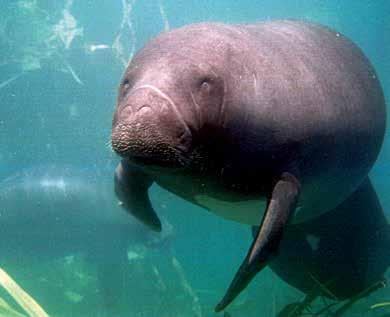 No Mar Profundo: Peixe-boi-da-amazônia (Trichechus inunguis)