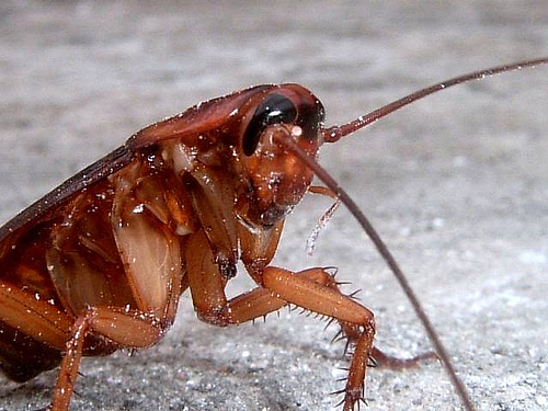 Cockroach | Animal Wildlife