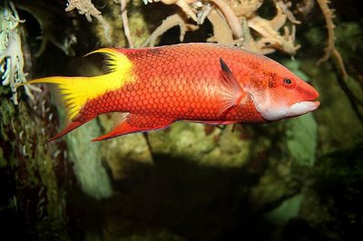Animal World of Water: Cuban Hogfish (Bodianus pulchellus)