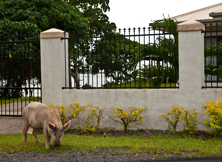 What Karen Sees: Transportation in Samoa