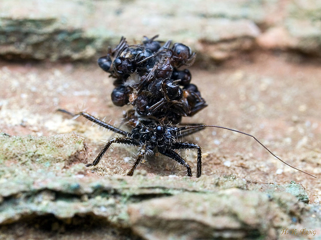 The Assassin Bug – Malaysia’s Macabre Miniscule Murderer | The Ark In Space