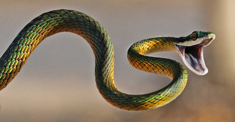 Top 10 Most Poisonous And Dangerous Snakes on Earth ~ AtoZ Gyaan