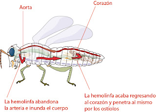 el moderno prometeo: Anatomía de Artrópodos: Tórax, aparatos ...