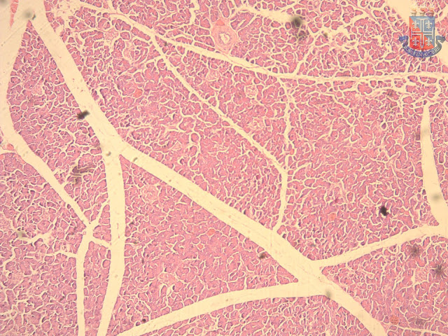 Atlas virtual de histologia e patologia: Pâncreas
