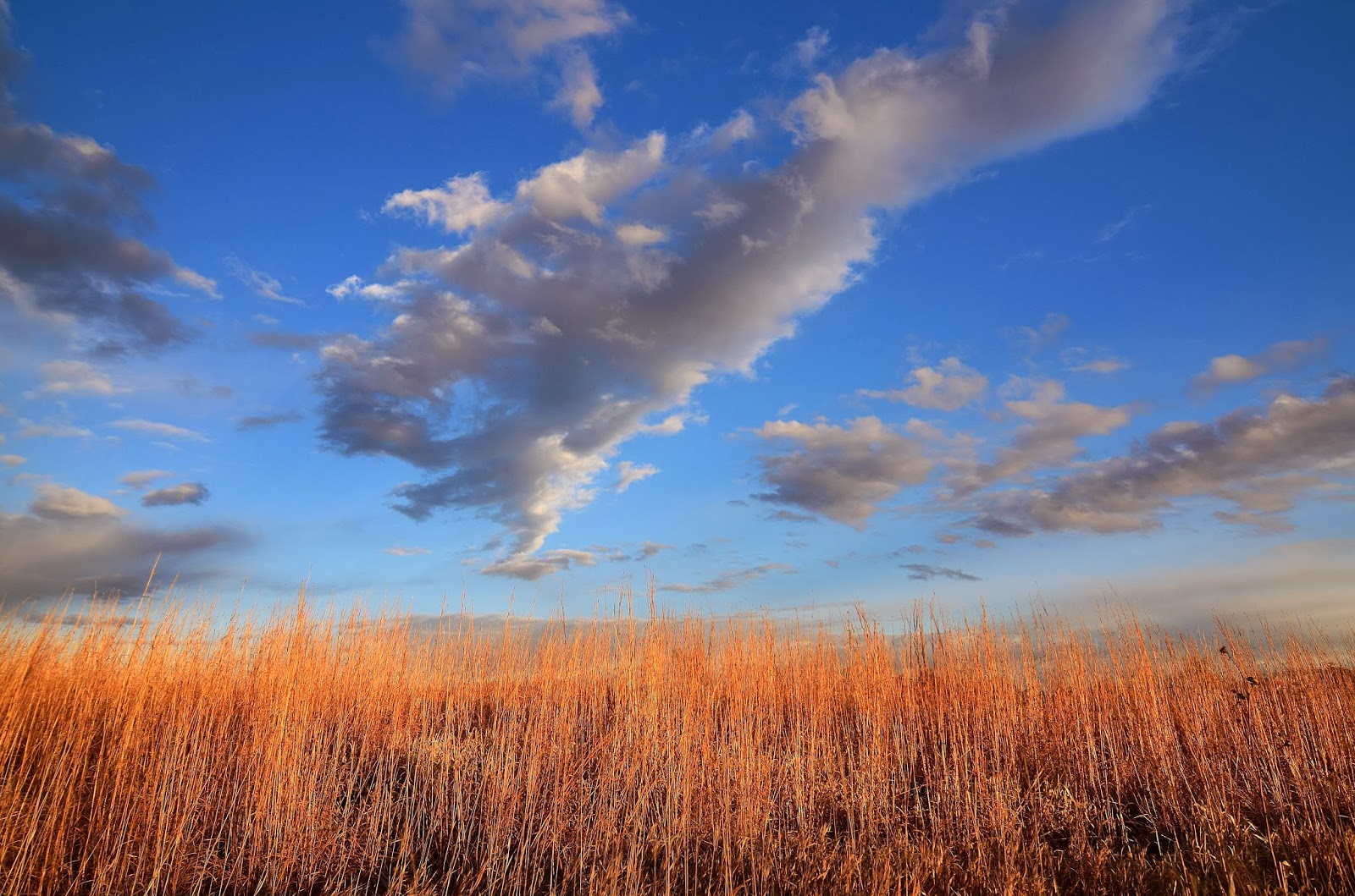 Mark Chitwood Photography: Long Grass Prairie