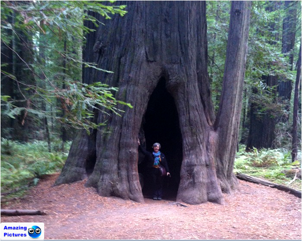 Strangest trees in the world ( 8 Pictures) | Amazing Pictures