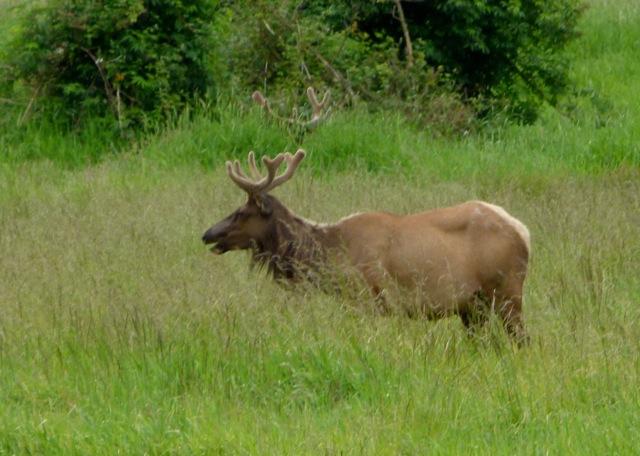 Dean Creek Elk Viewing Area Wetland Enhancement near Reedsport, Ore ...