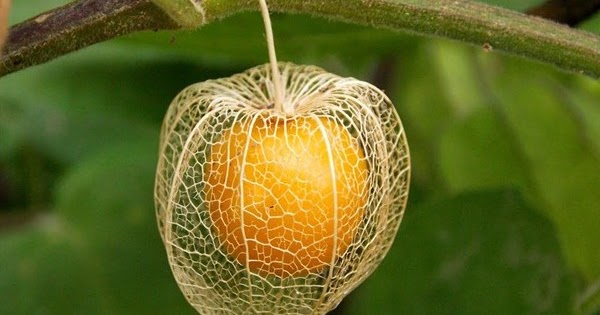 10 Manfaat Buah Ciplukan Untuk Mengobati Penyakit