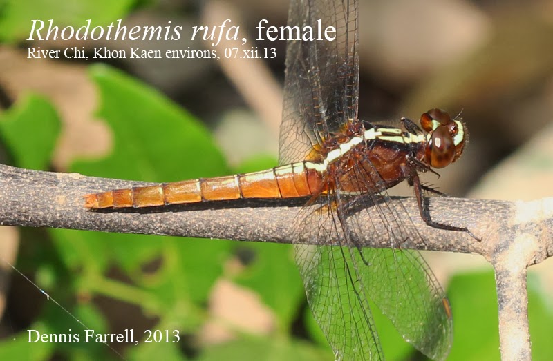 Dragonflies & damselflies of Thailand: 86. Rhodothemis rufa (Rambur, 1842)