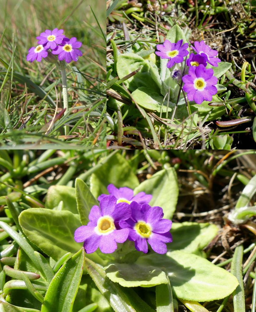 Julia Garner : Primula Scotica at Yesnaby