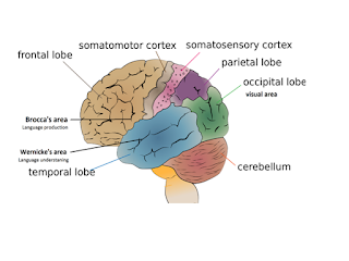 AQA A-LEVEL: Biopsychology - Brain Plasticity and Recovery after Trauma