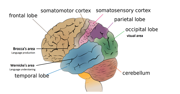AQA A-LEVEL: Biopsychology - Localisation of Function