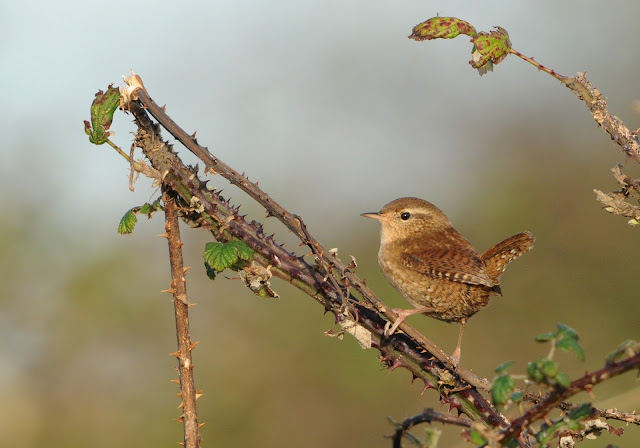 BirdWatch Ireland's Conservation Team blog: Irish Garden Birds - The ...
