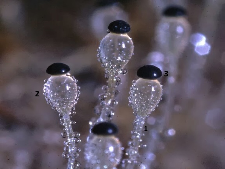 Sobre esto y aquello: Pilobolus, el organismo más rápido del mundo