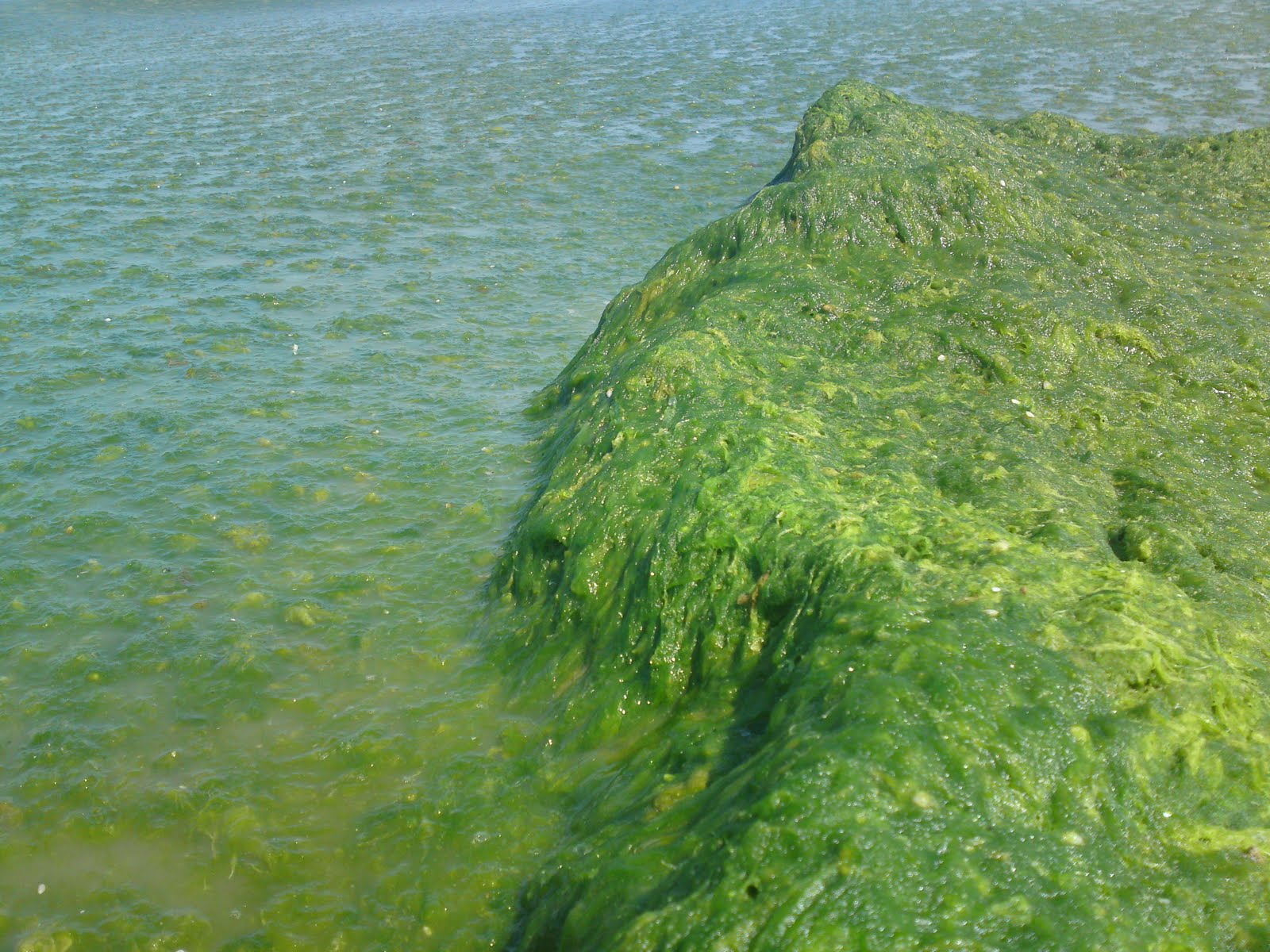 adinelolariu.blogspot.com: despre alge, numai de bine!!!!