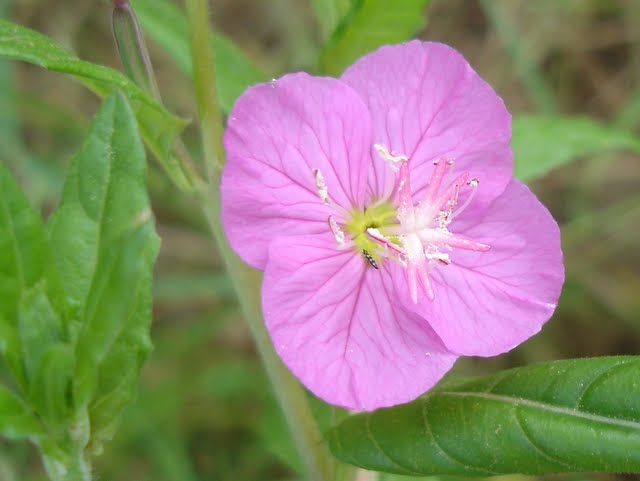 FLORS: Enotera rosa (Oenothera rosea L'Hér)
