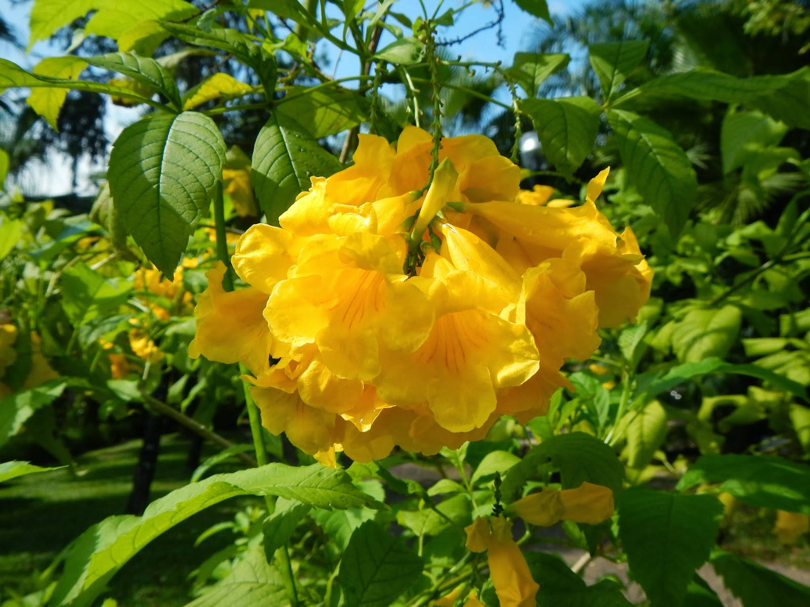 Montreal Green Park: Golden Bells