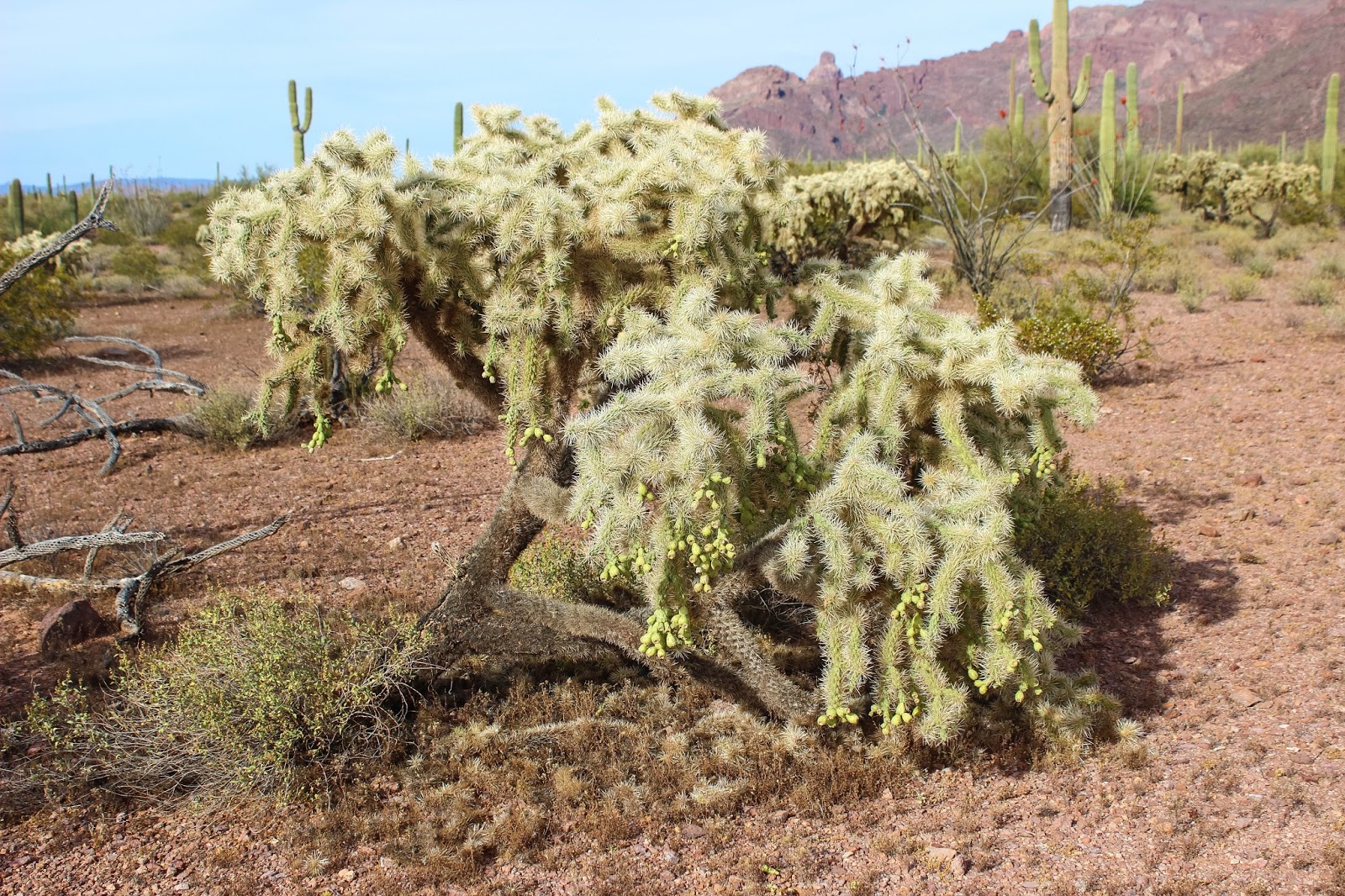 Chain Fruit Cholla
