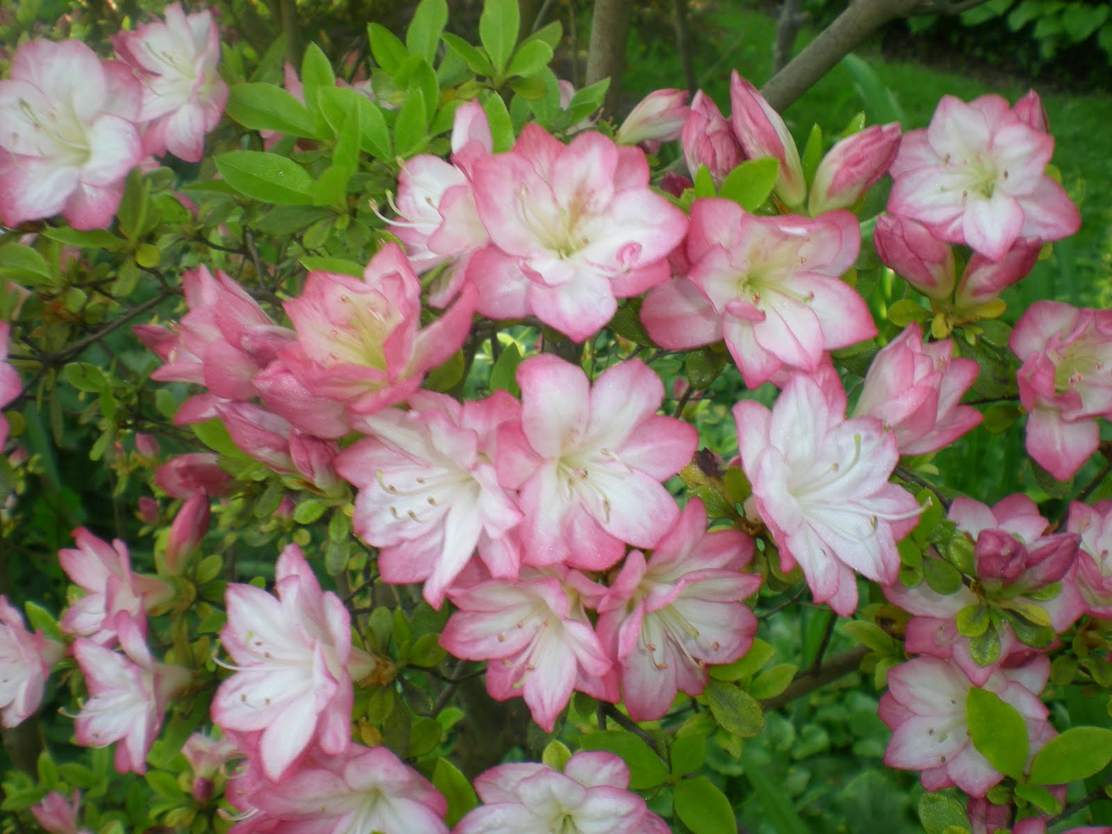 Jarvis House: Spring Update and Pots with Propagated Shrubs from the ...