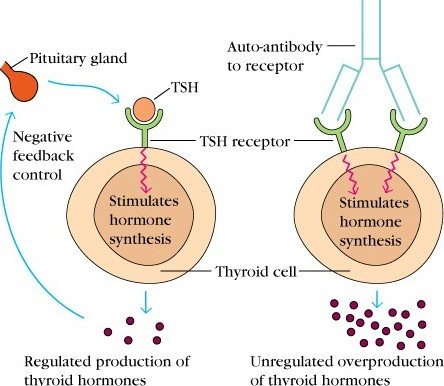 Nutrition science - easy learning: Hyperthyroidism Part 1