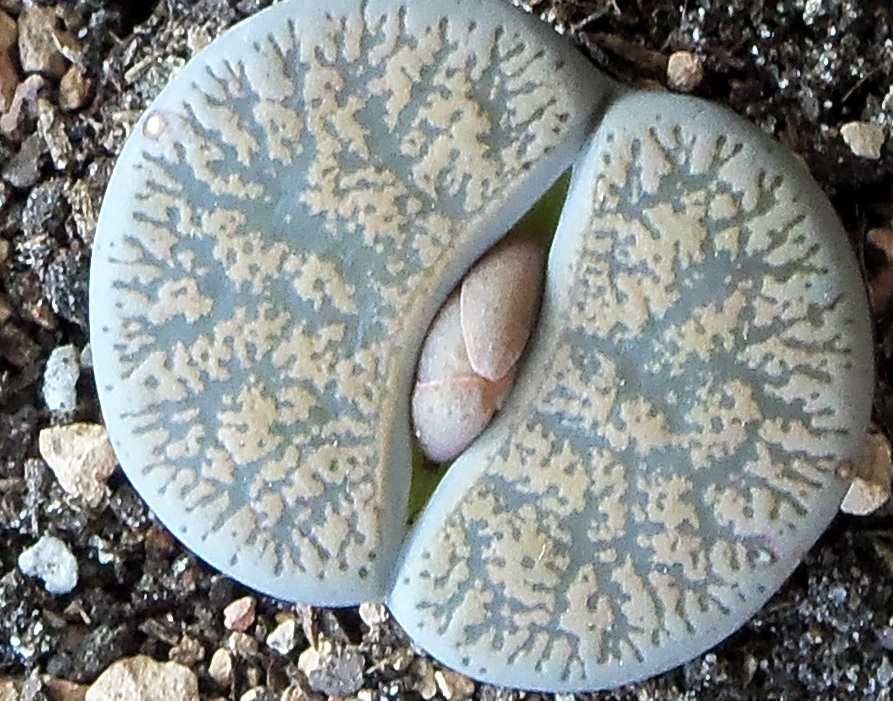 My Life Among the Lithops (and Other Strange Plants): Pensive Tuesday ...