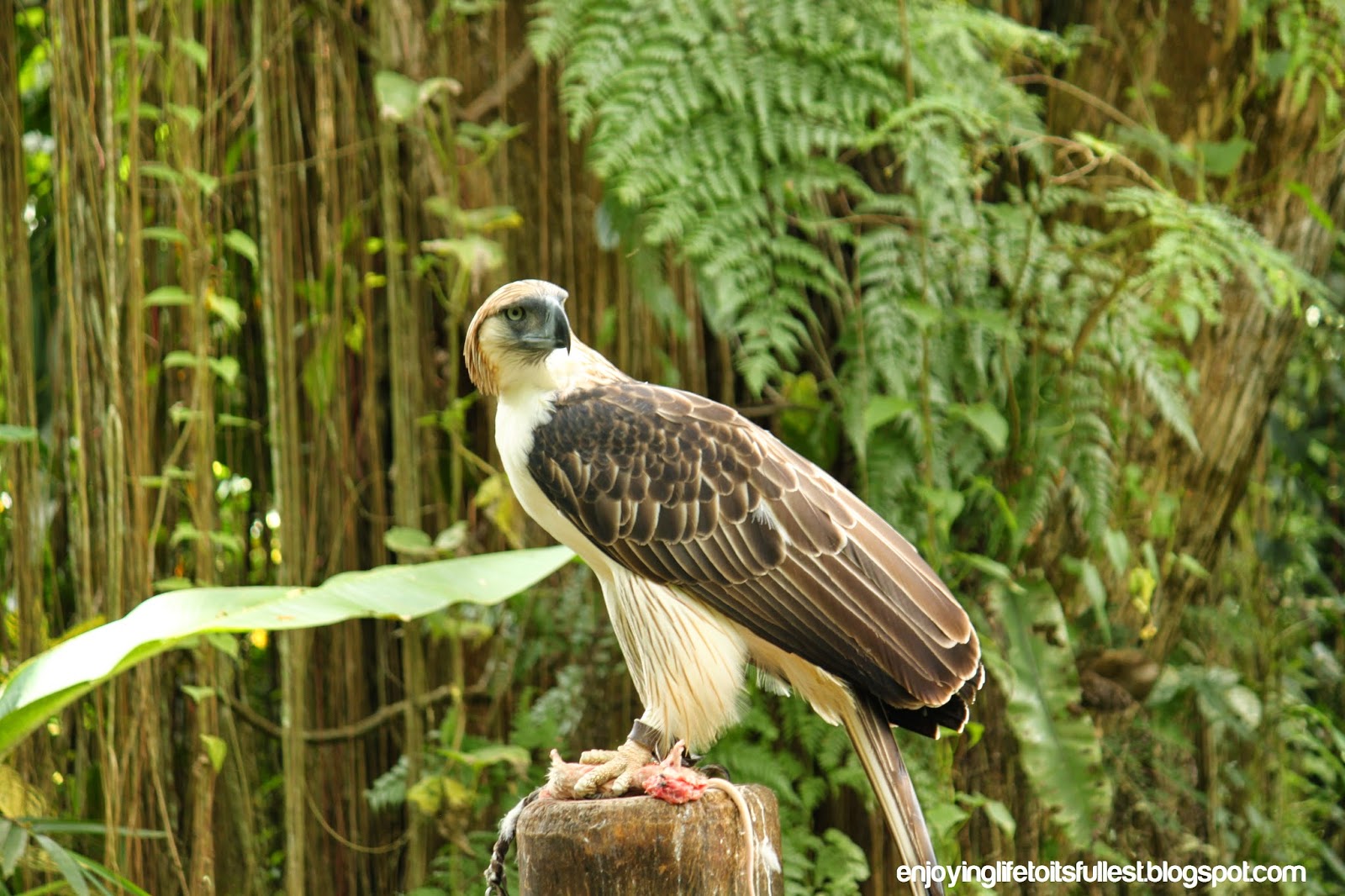 ALventureBlogs: Davao Adventure: The Philippine Eagle: Birds of Prey