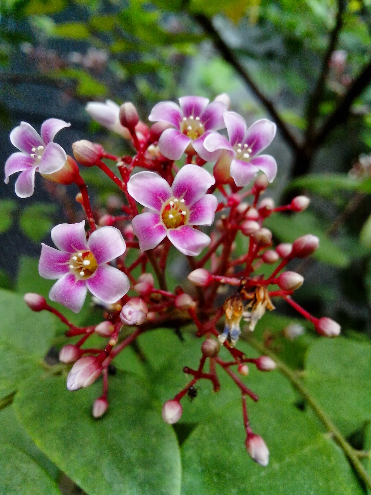 Endah Murniyati's Journey: FLOWER OF THE WEEK - STAR FRUIT
