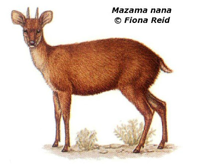 Argentina nativa: Pororoca (Mazama nana)