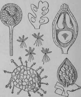 Azolla pinata: Pengertian Azolla