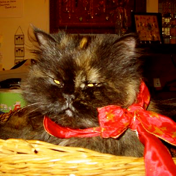 nineteenseventythreeltd: Retail Therapy: Penny Fielding beautiful ...