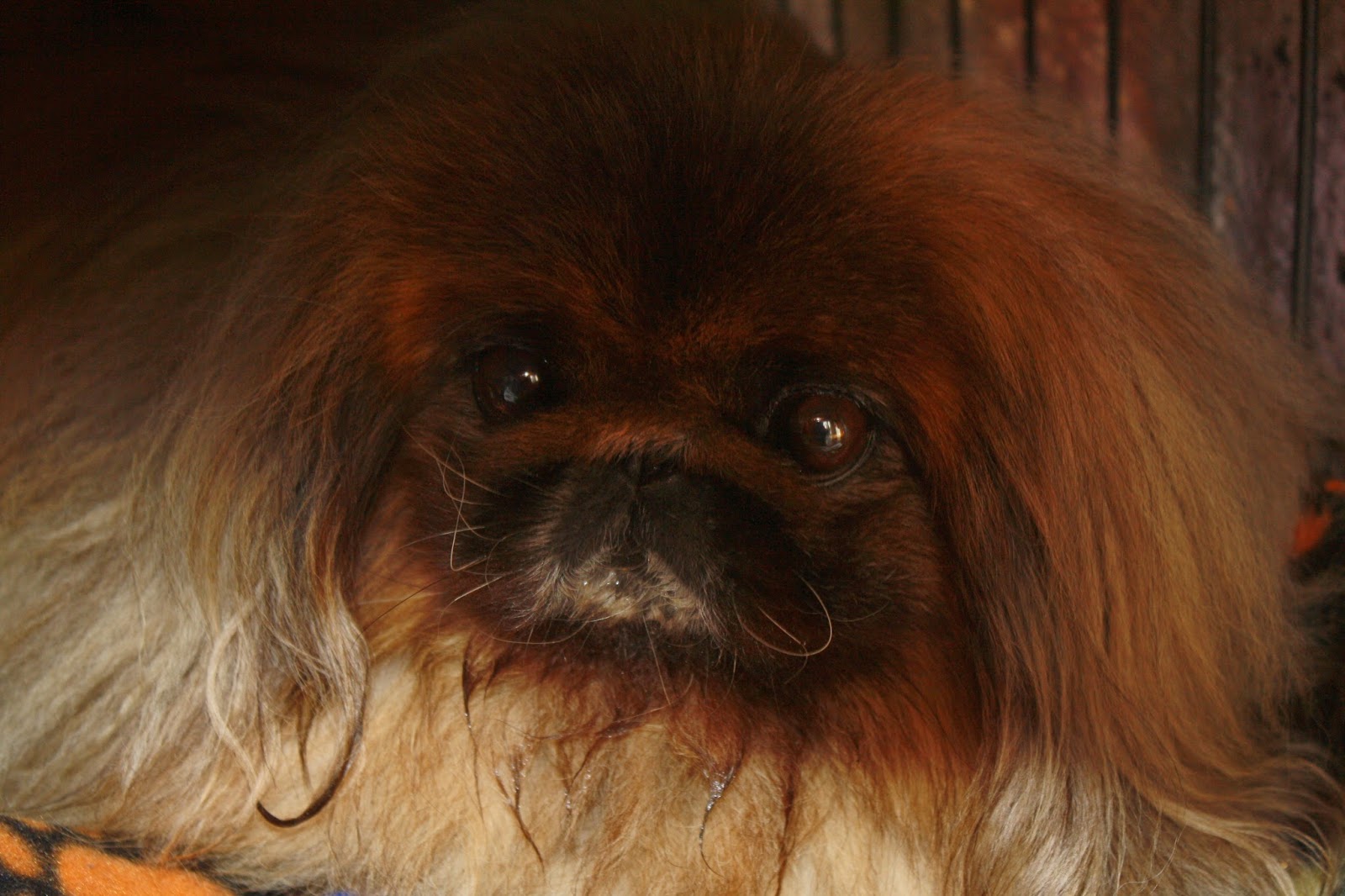 Must Love Pekes: COCO'S SAD FACES