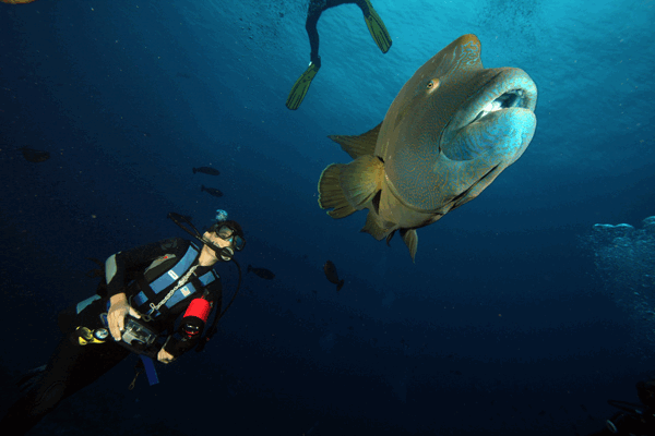 TROPICAL FISH: Napoleon fish - Cheilinus undulatus