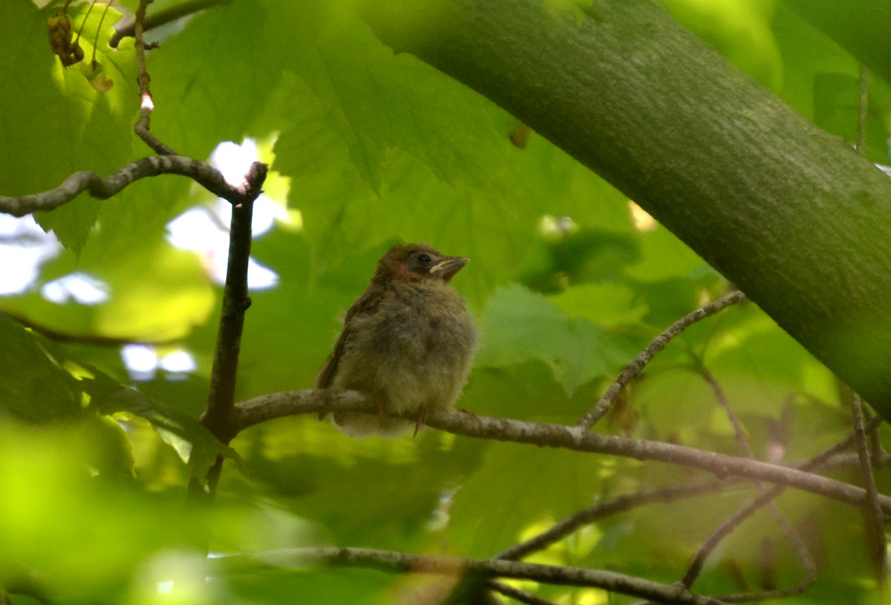 Woods Walks and Wildlife: Baby Cardinal