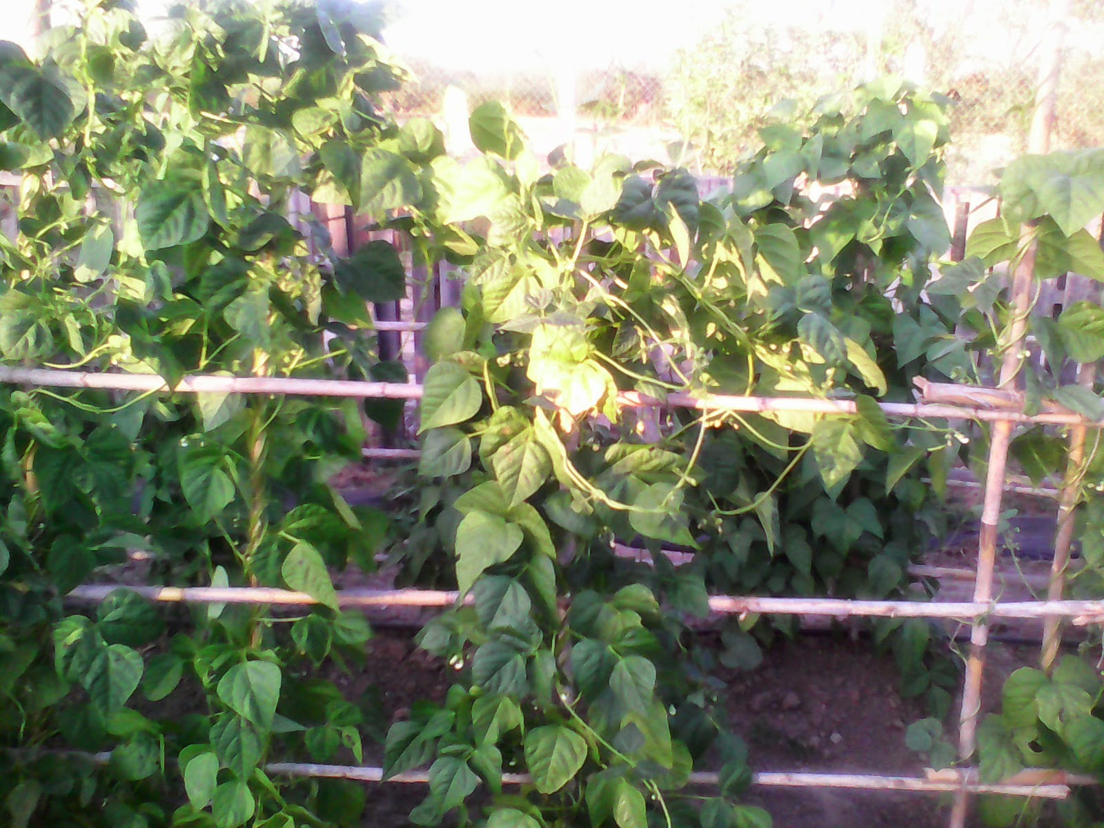 Aceitunas, almendras, alcauciles y azofaifas.