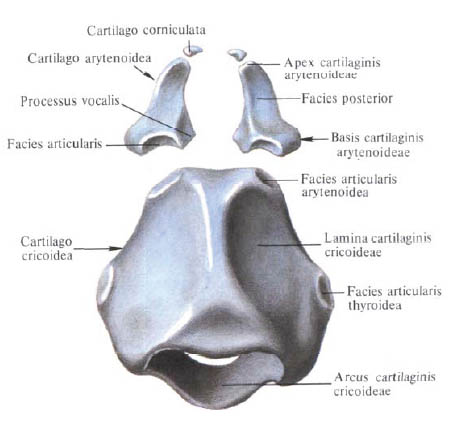 .: Medicina Islamica :.: Anatomi Larynx (Laring)
