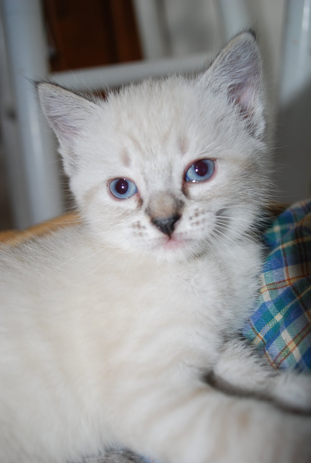 Brandalyn Marie: Kittens 5 weeks old