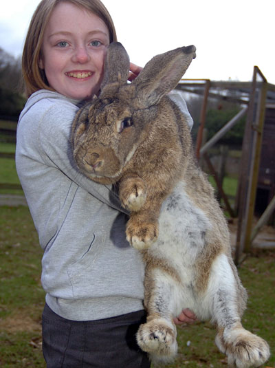 Funny Pictures Gallery: Biggest rabbit in the world, biggest rabbit