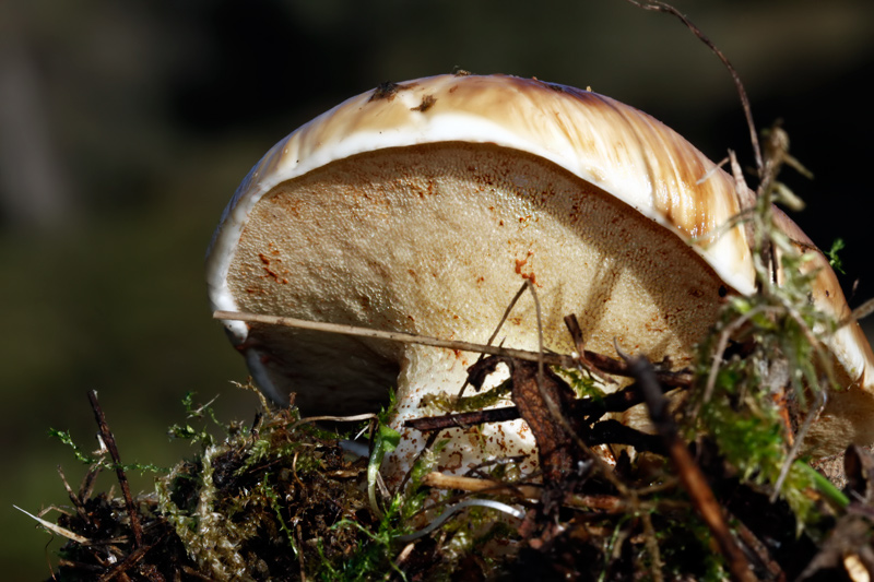 fotosricardo-h: SETAS I - Mushrooms I
