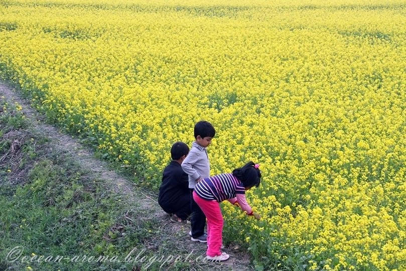 Shorisha flower image – A beauty of Bangladesh nature « Ocean Aroma