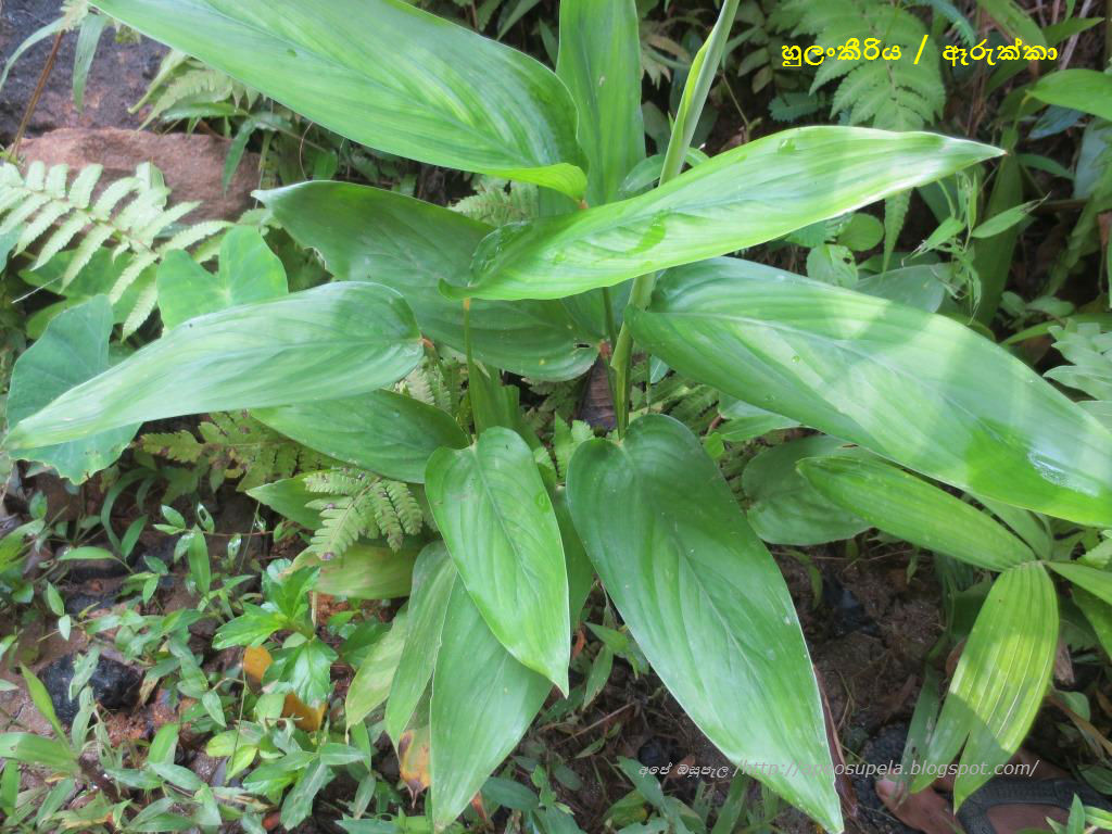 හුලංකීරිය / ඈරුක්කා [Hulankeeriya / Arukka] (Maranta arundinacea) ~ අපේ ...