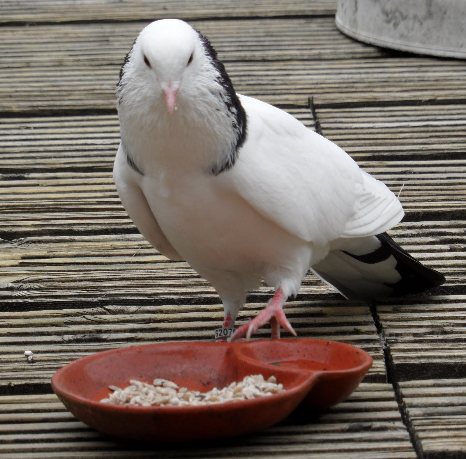 Filecolumbidae Duif Ajpg Wikimedia Commons
