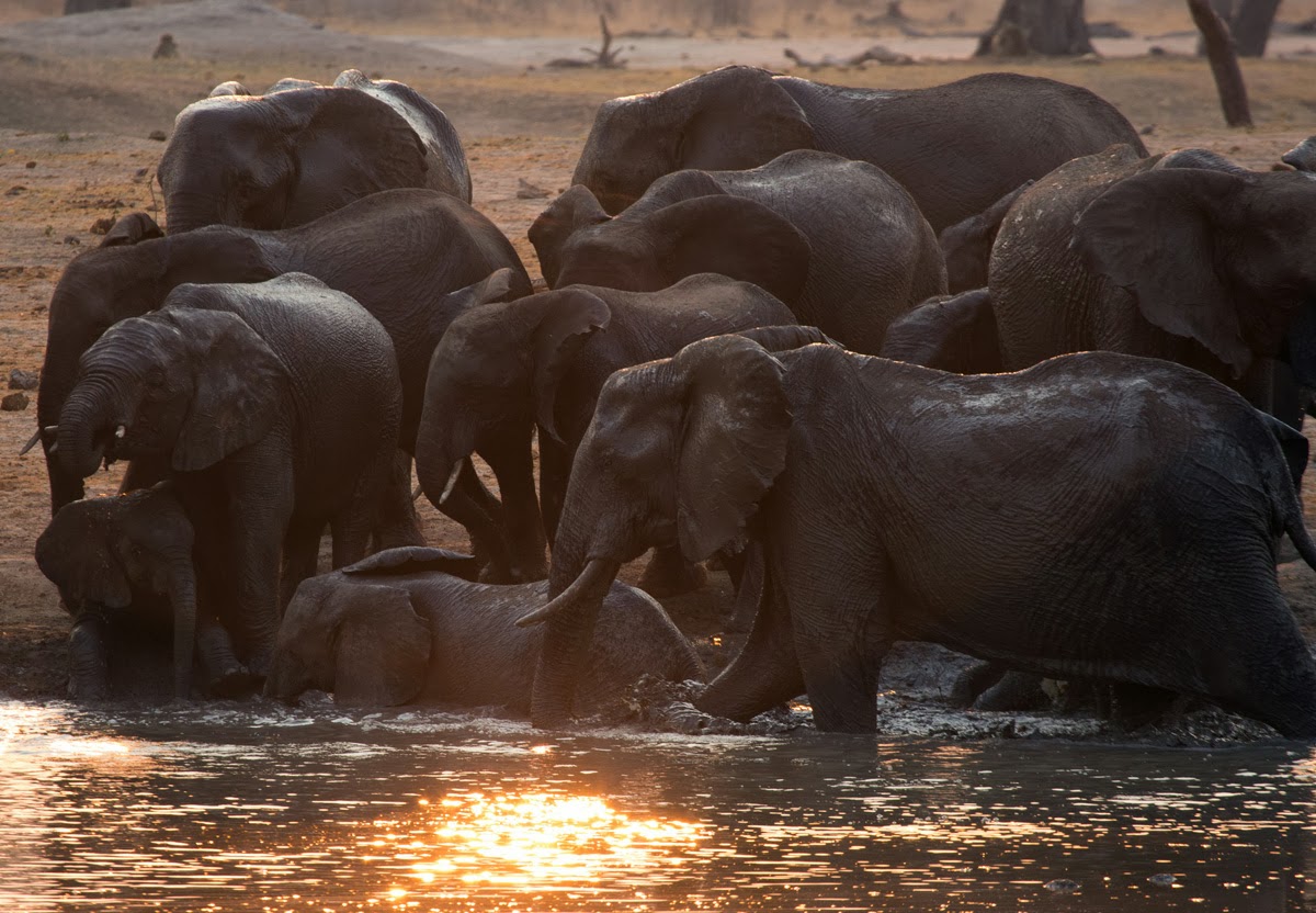 The f8 Group: Photography and Occasional Commentary: Collective Nouns