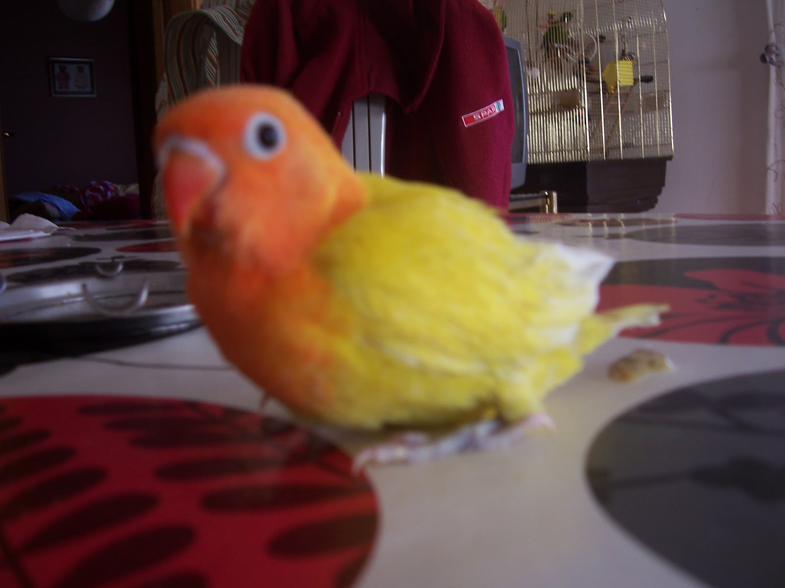 Aviario de conchi: Agapornis papilleros