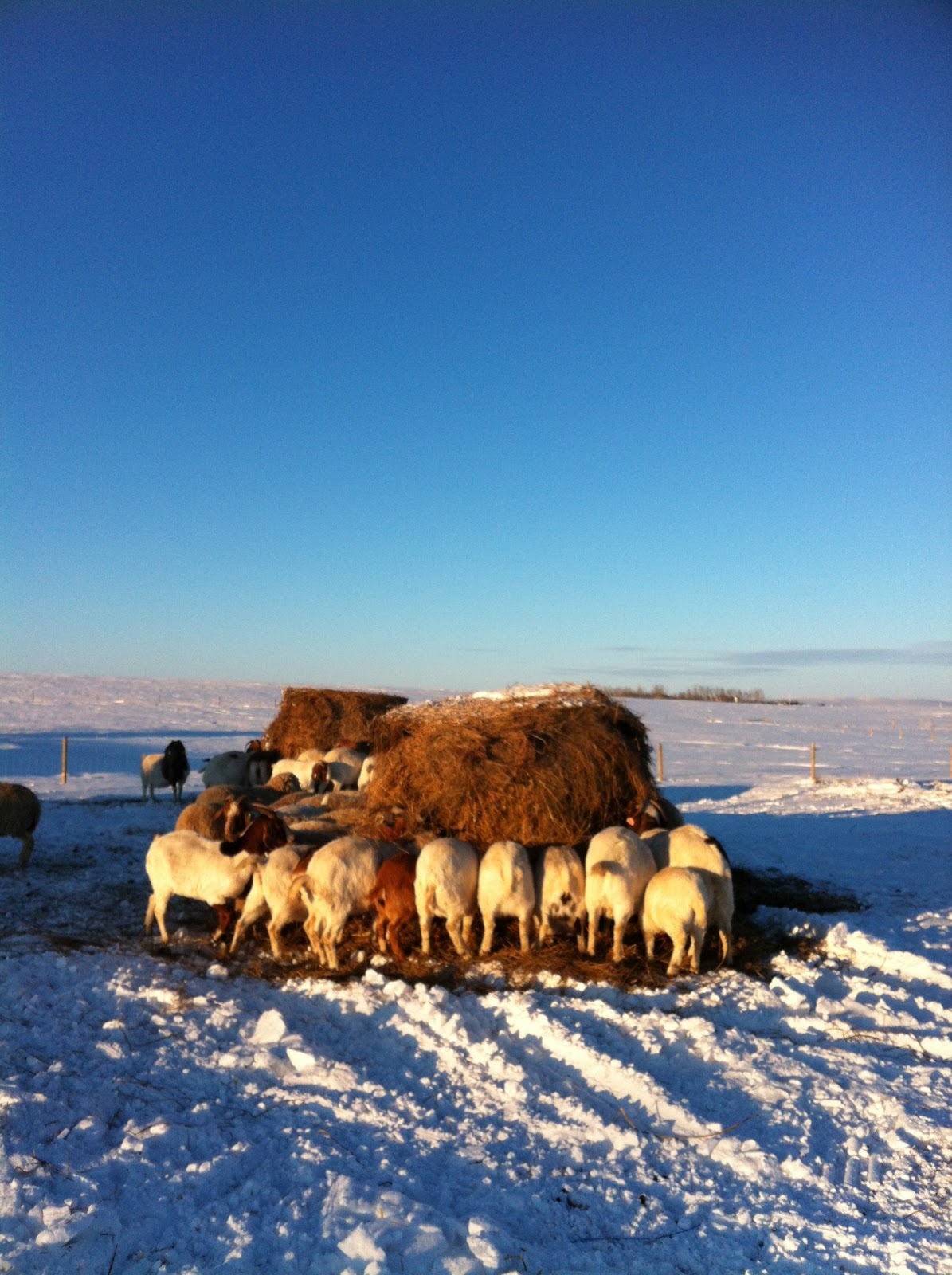 Pilgrim Farms: Bale grazing Goats and sheep