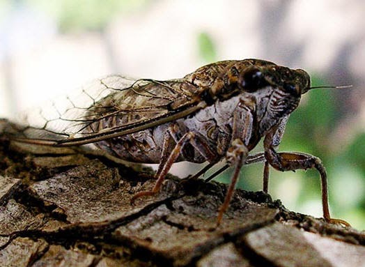 EL PATIO DE SANTIAGO DEL ESTERO: La música del coyuyo dura lo que el ...