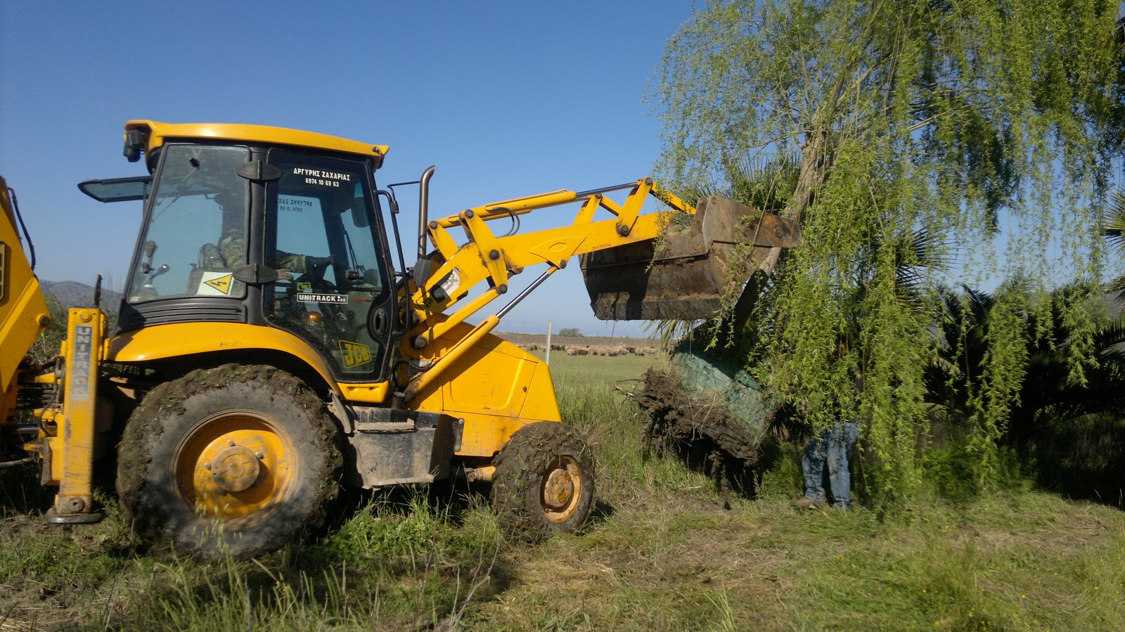 ΦΥΤΩΡΙΑ ΔΕΛΤΑ NURSERIES DELTA TREES LTD: ΜΕΓΑΛΑ ΔΕΝΤΡΑ ΙΤΙΑΣ ΚΛΑΙΟΥΣΑΣ ...