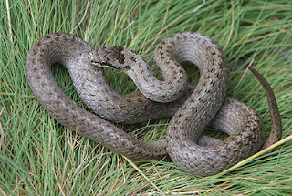 Snake - True Wildlife Creatures