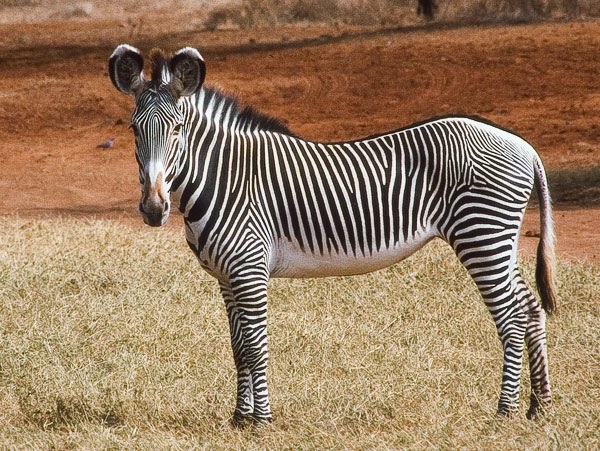 Galloping: Las Cebras