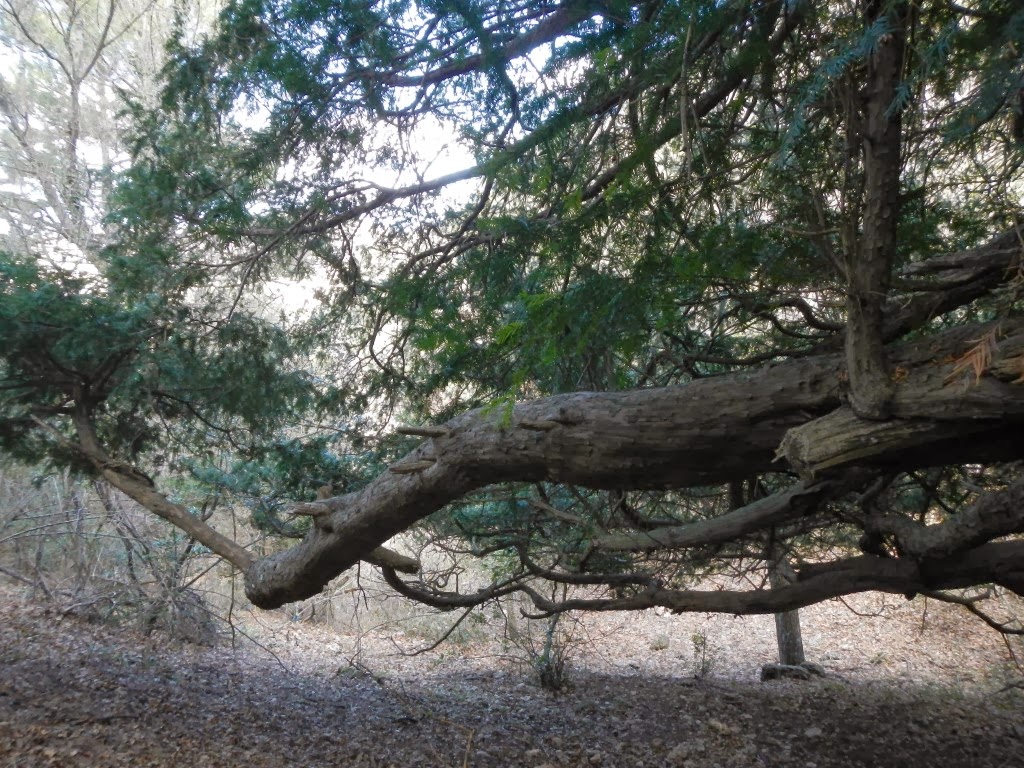 Racó del Teix | Serra del Montsant (Tarragona)
