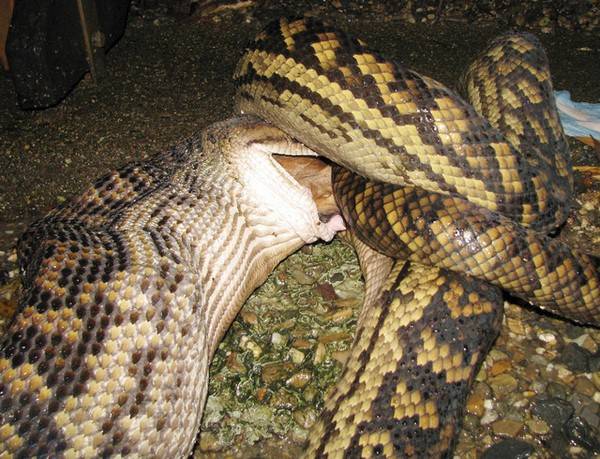 Dangerous snakes: 27 Pictures of a Snake Attack